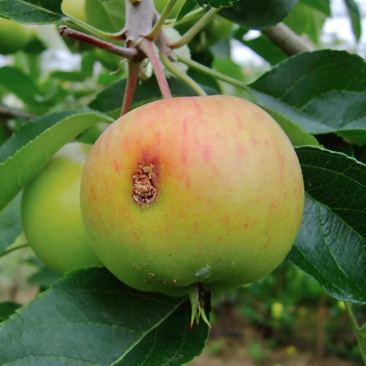 Madex® Apfelwicklerfrei gegen Apfelwickler-Larven